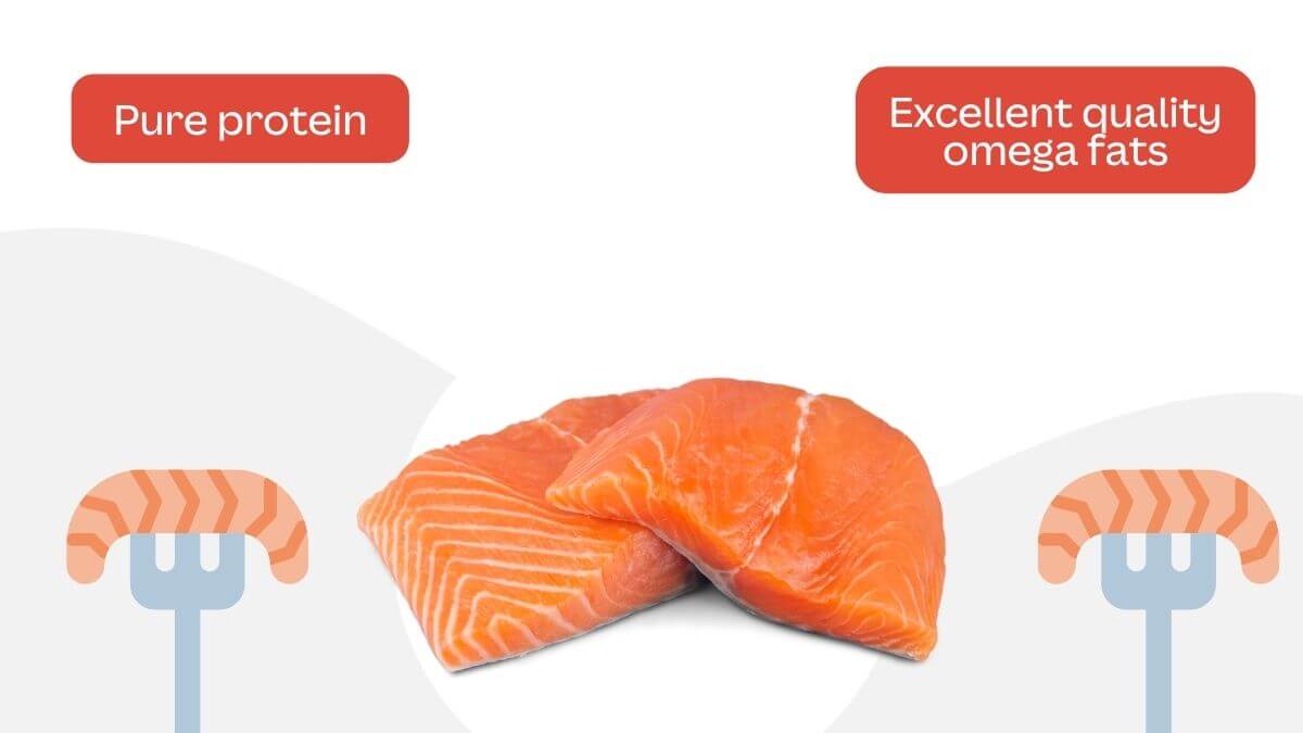 Top 20 High-Protein Foods: Essential Protein Sources for Your Diet